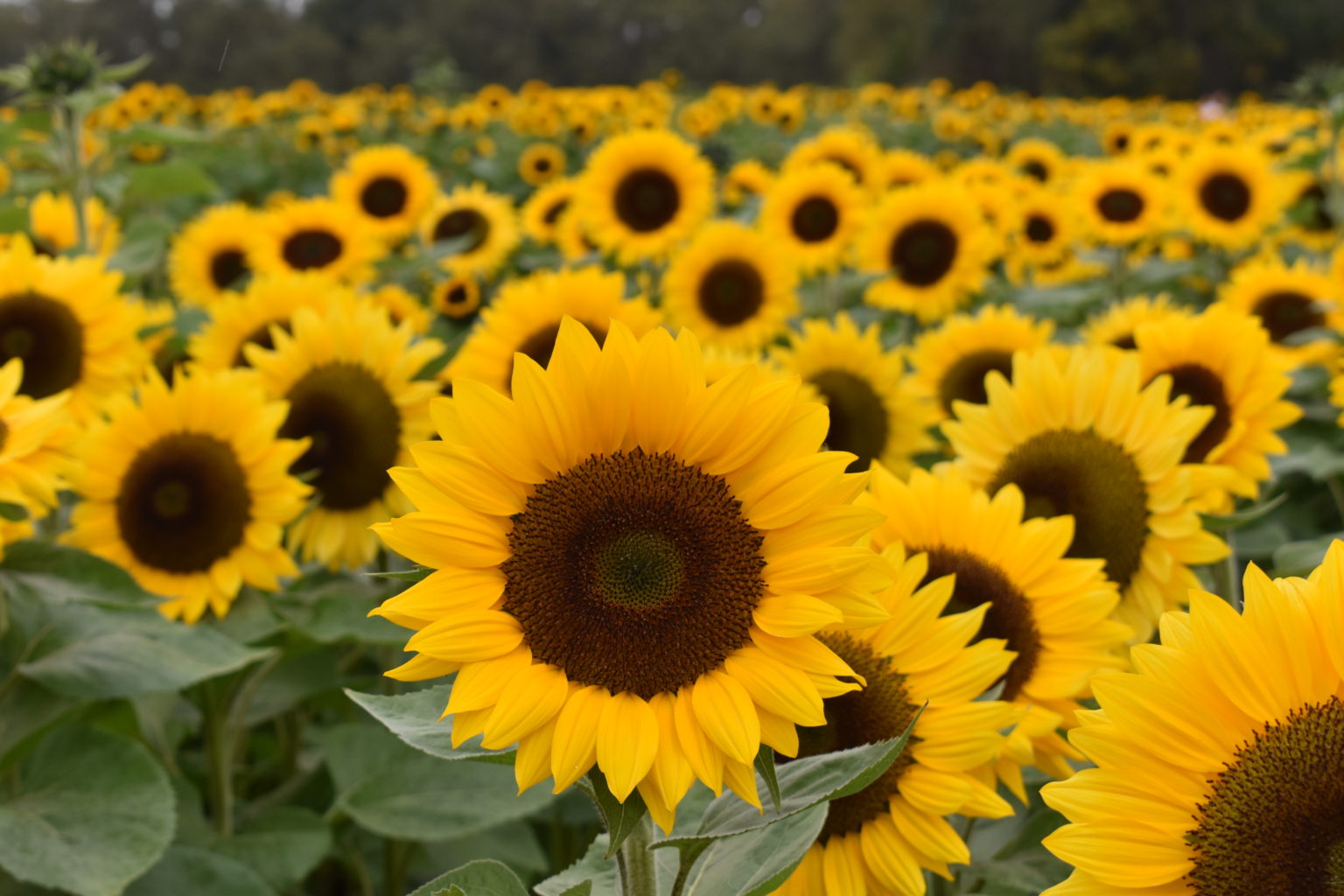 Mesmerized by Sunflowers at Holland Ridge Farms | Sandra Levine Productions